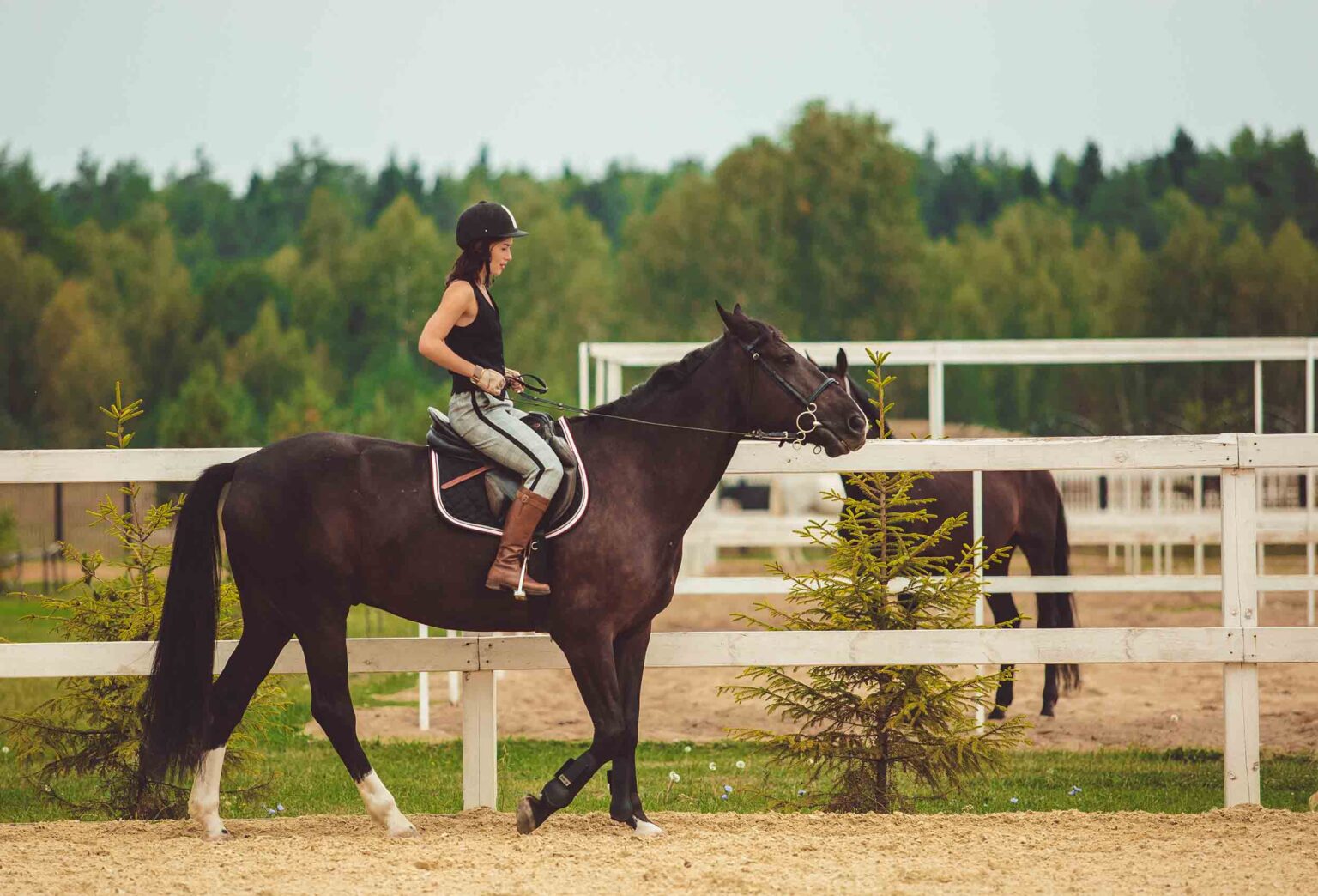 The Horses Movements - Kings Equestrian